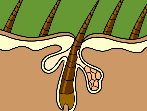 BrainPOP