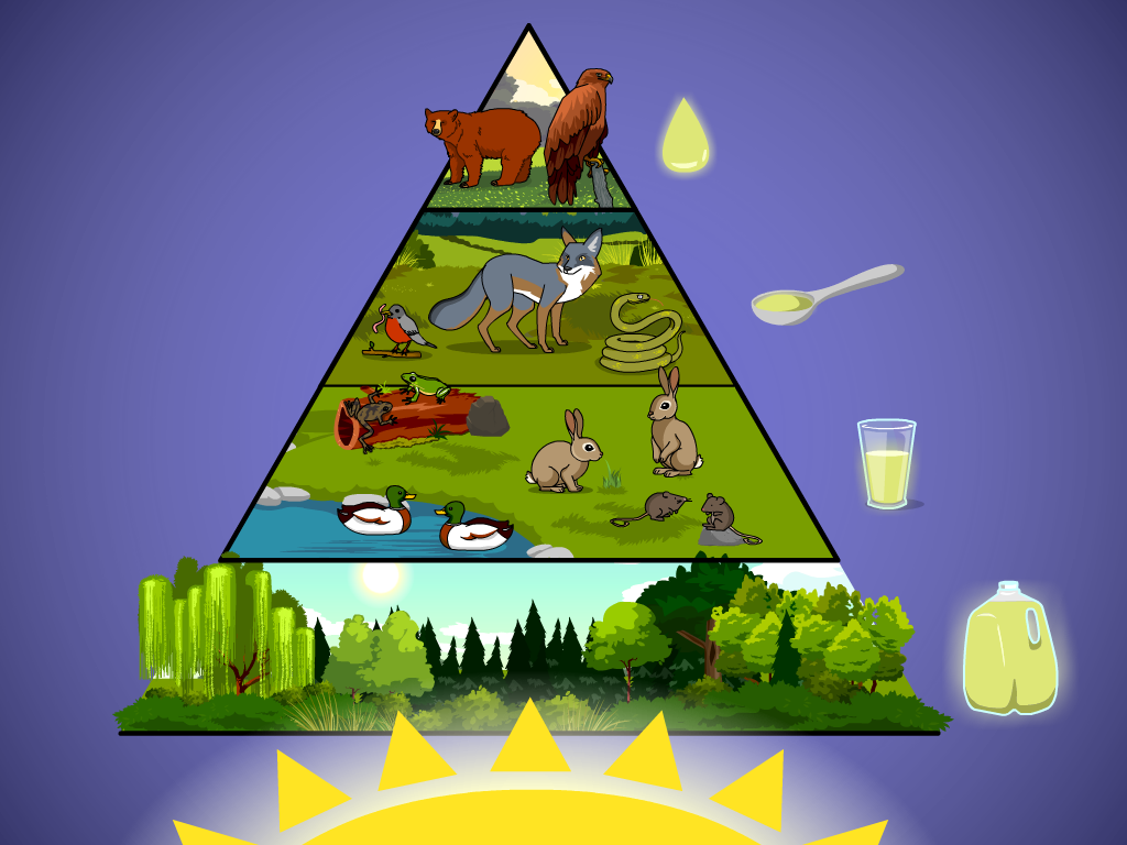 Arctic Tundra Food Pyramid